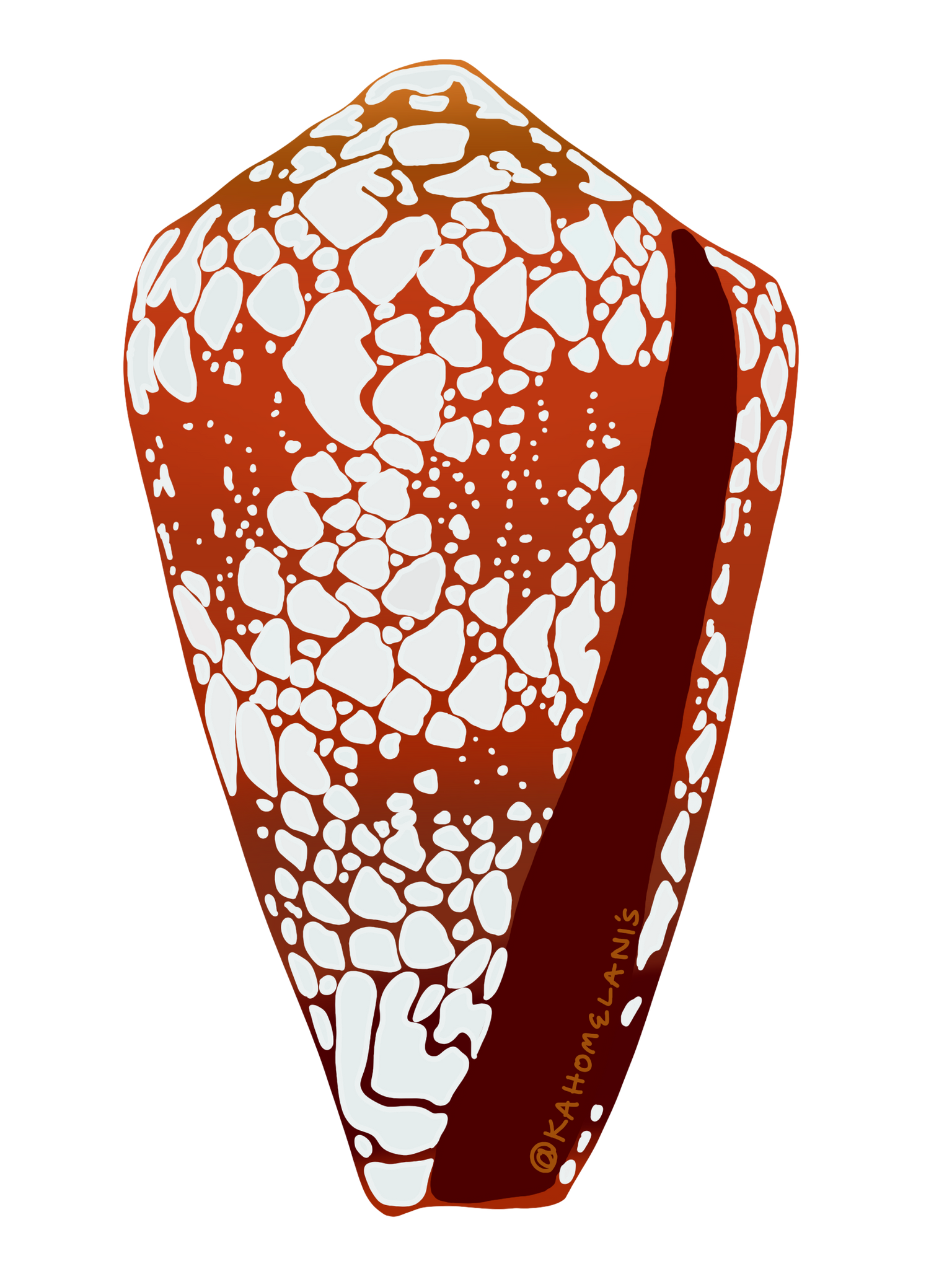 KAHOMELANI TEXTILE CONE SHELL STICKER – Work It Out